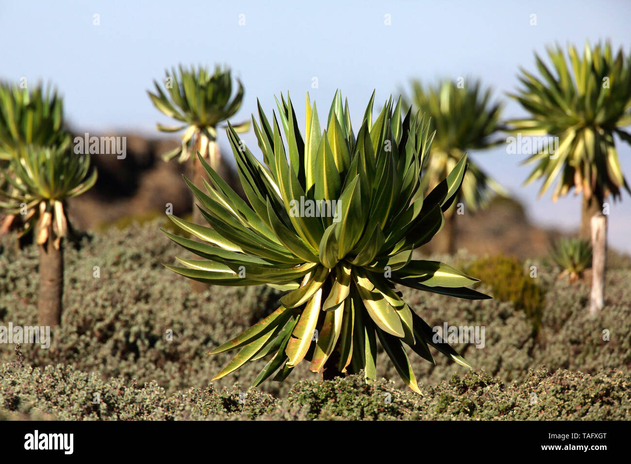 Giant Lobelia (Lobelia giberroa), Bale Mountains, Ethiopia Stock Photo ...