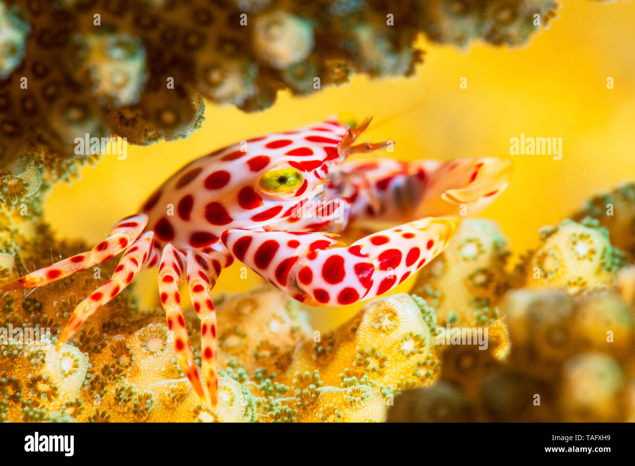 A small Red-Spotted Guard Crab (Trapezia tigrina) keeper of the corals ...