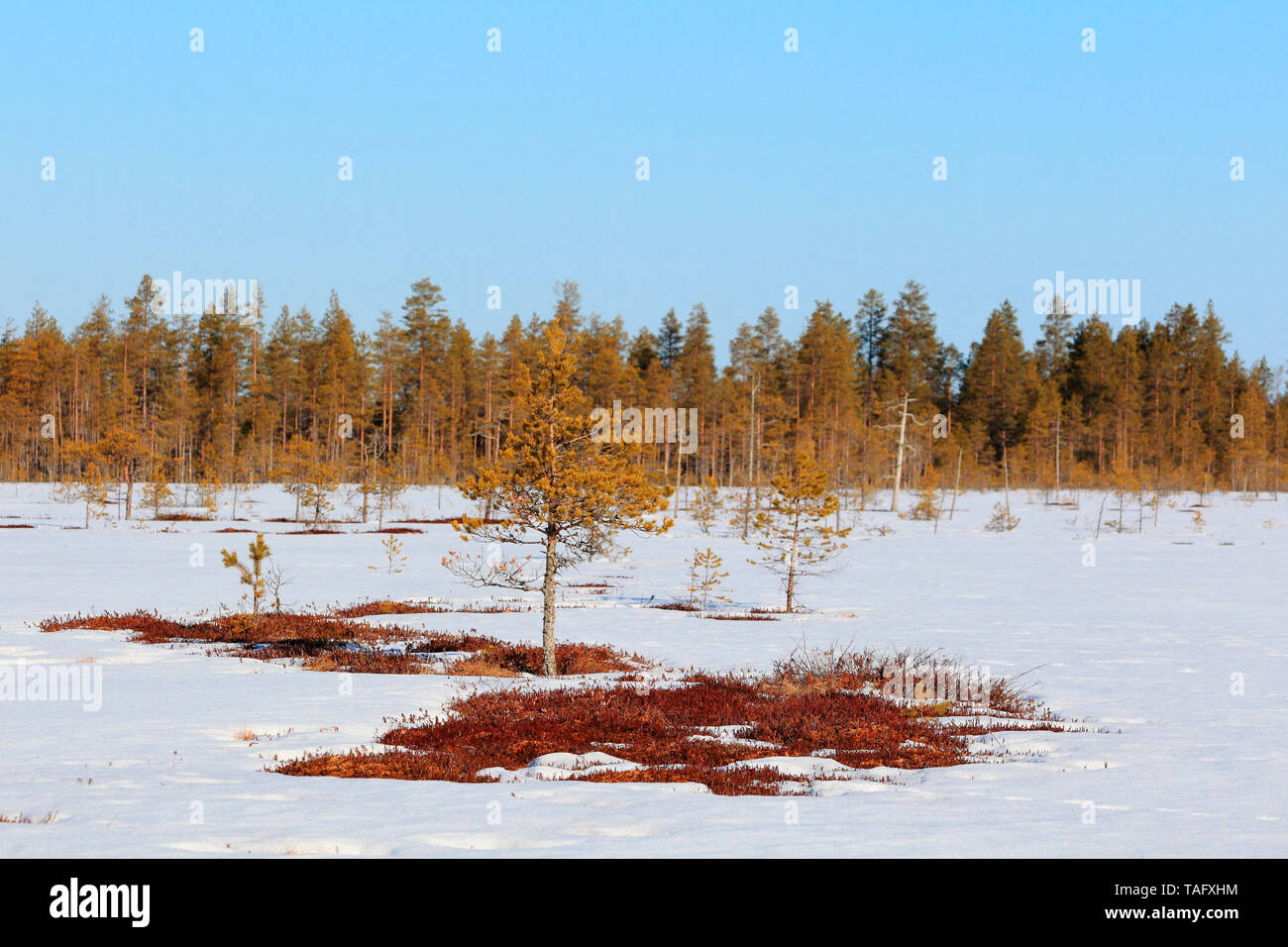Peat bog covered with snow hi-res stock photography and images - Alamy