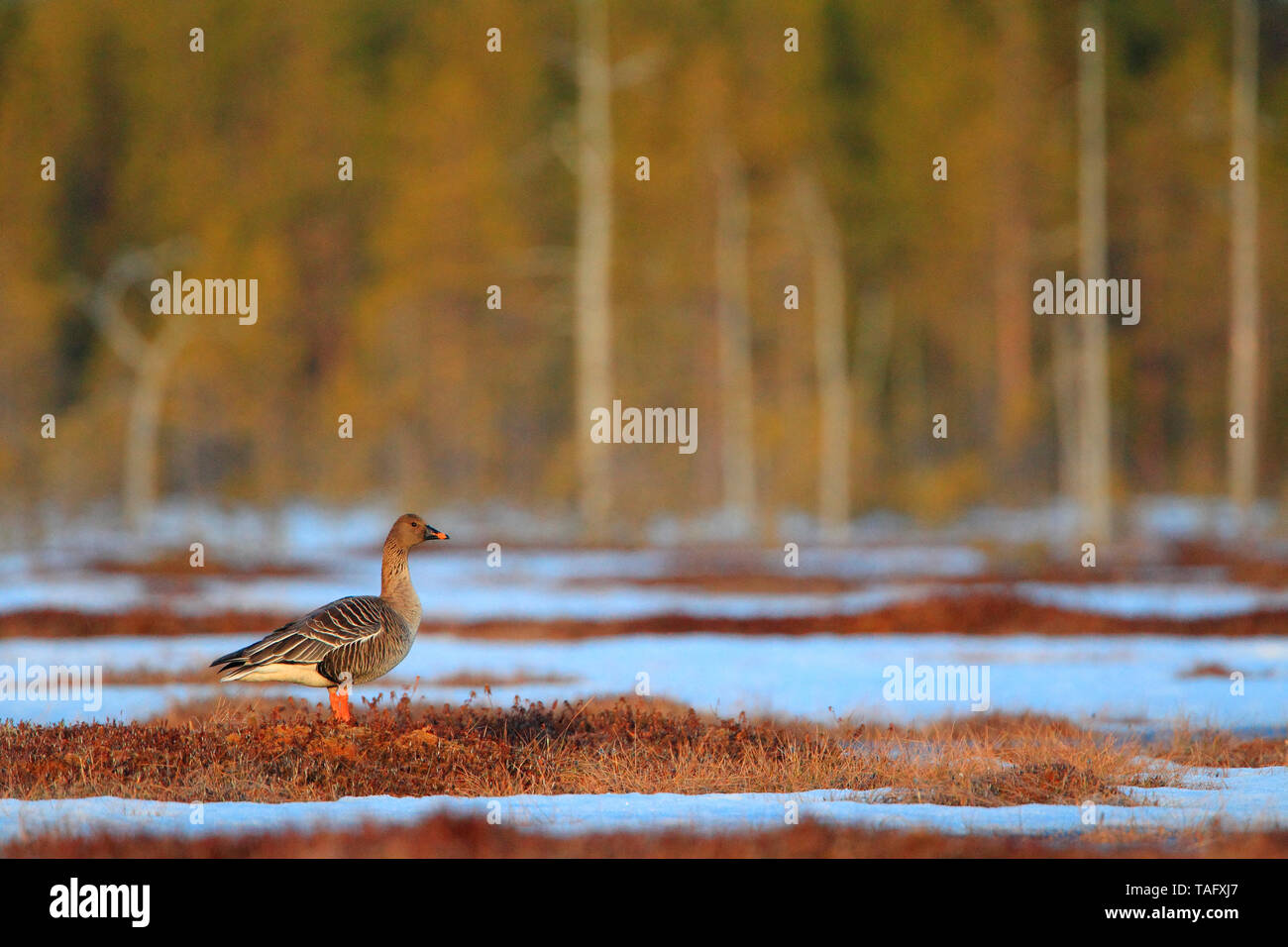 Tundra Bean Goose (Anser fabalis) on a bog covered with snow Stock ...