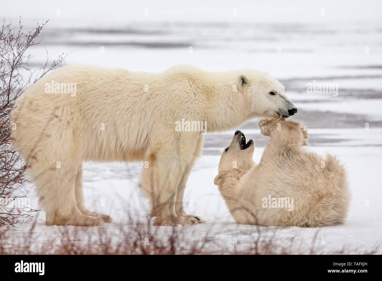 Polar bear (Ursus maritimus), Female bear playing with her cub. Churchill, MB, Canada Stock ...
