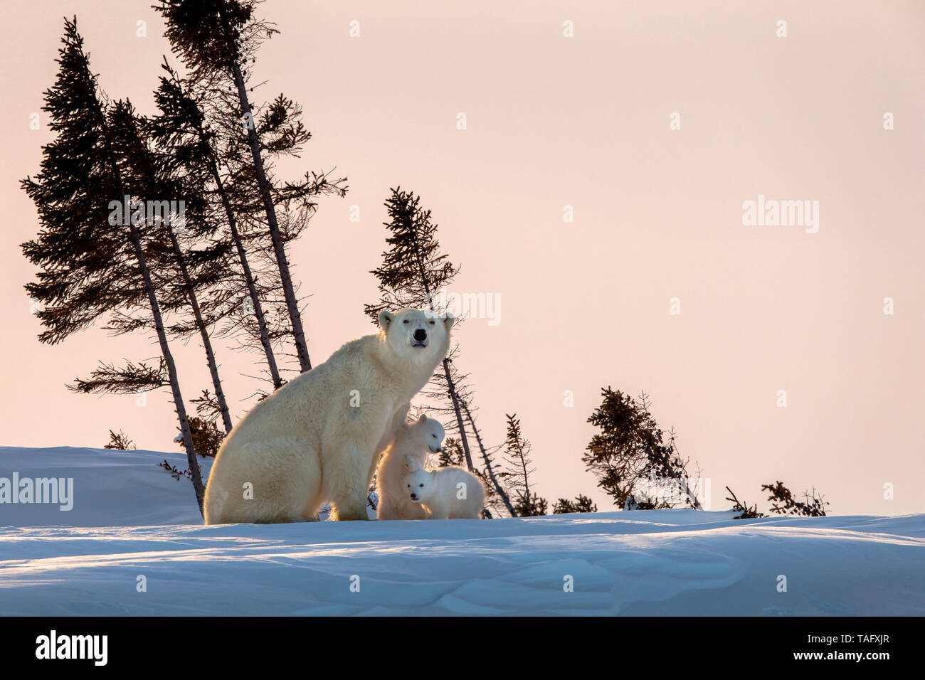 Polar bear (Ursus maritimus), Polar bear mum and cubs near a den. Churchill, MB, Canada Stock ...