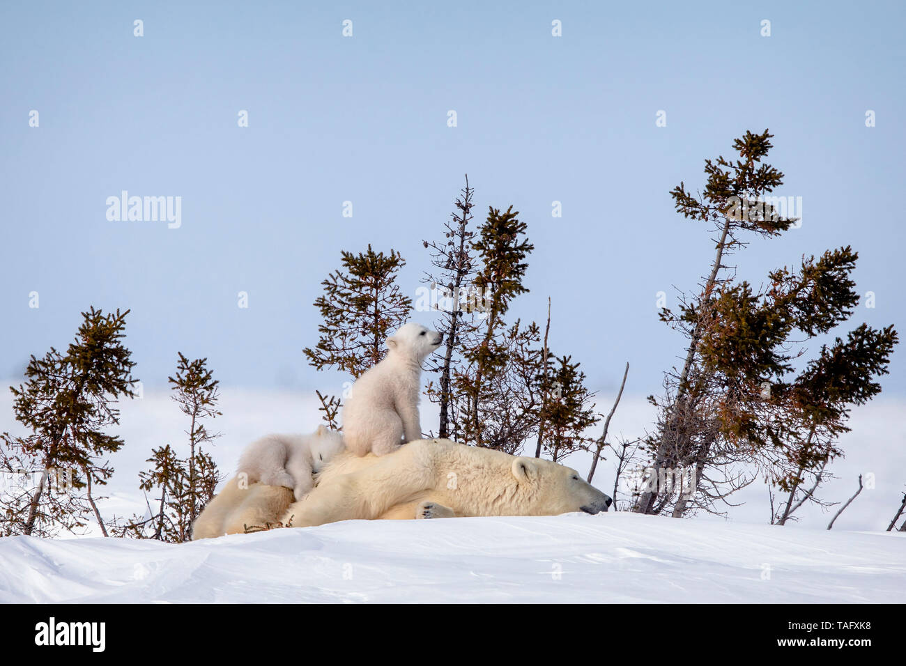 Polar bear (Ursus maritimus) Twin polar cubs on their mother's back. Churchill, MB, Canada Stock ...