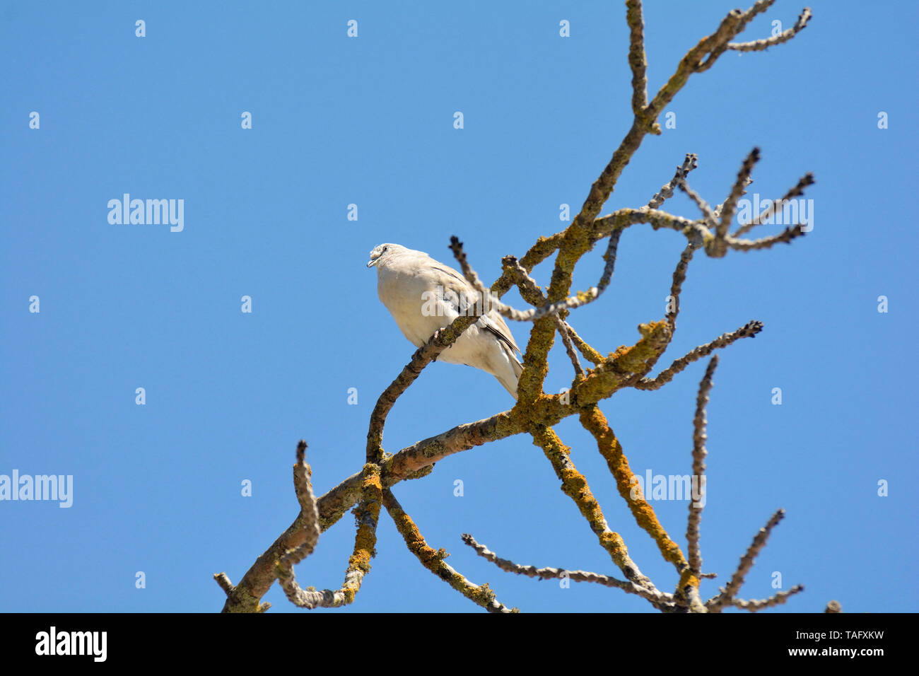 Picui Ground Dove (Columbina picui), Columbidae, Cobquecura, VIII ...
