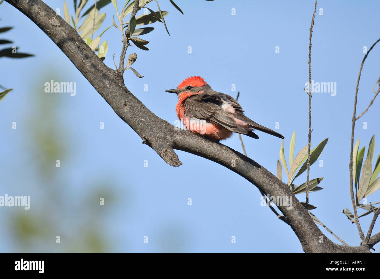 Pyrocephalus Obscurus High Resolution Stock Photography and Images - Alamy