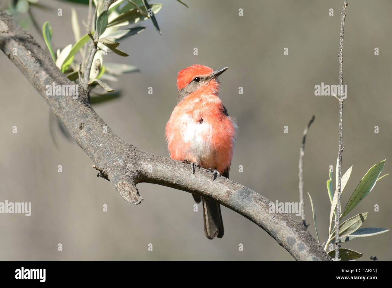 Pyrocephalus Obscurus High Resolution Stock Photography and Images - Alamy