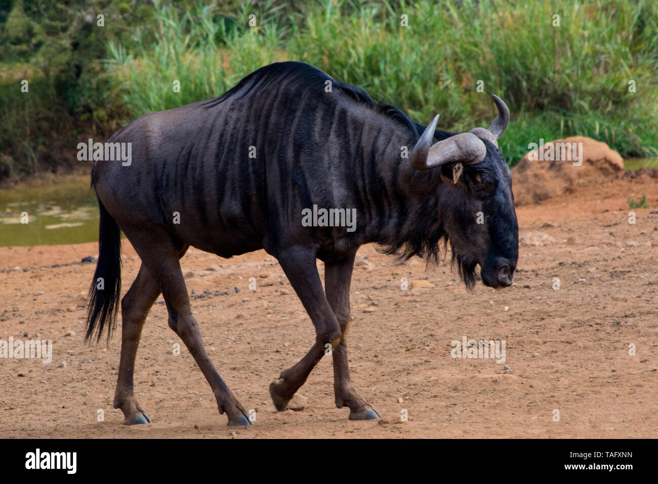 Walking blue wildebeest (Connochaetes taurinus), also called the common ...