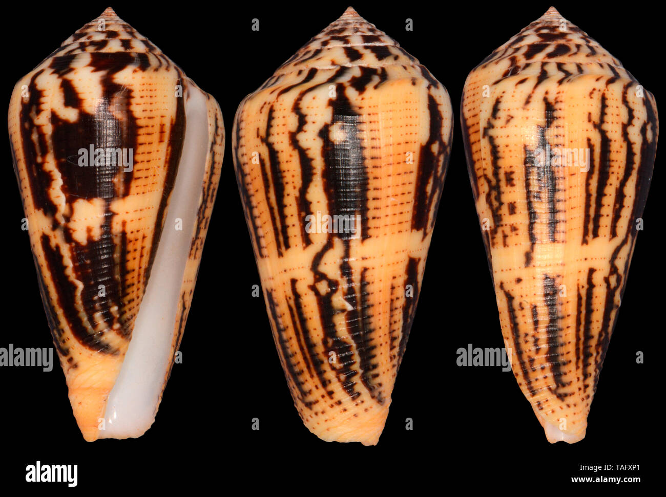 Conidae High Resolution Stock Photography and Images - Alamy