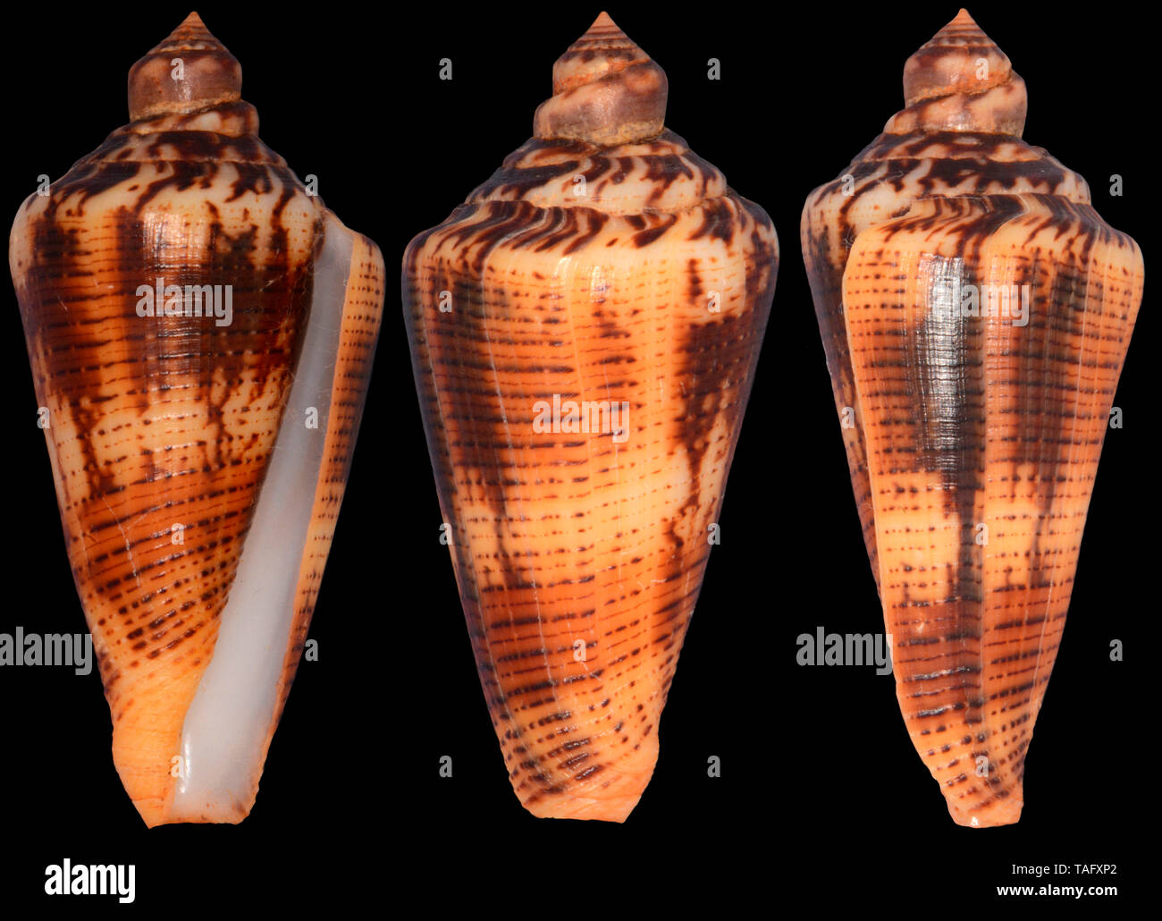 Conidae High Resolution Stock Photography and Images - Alamy