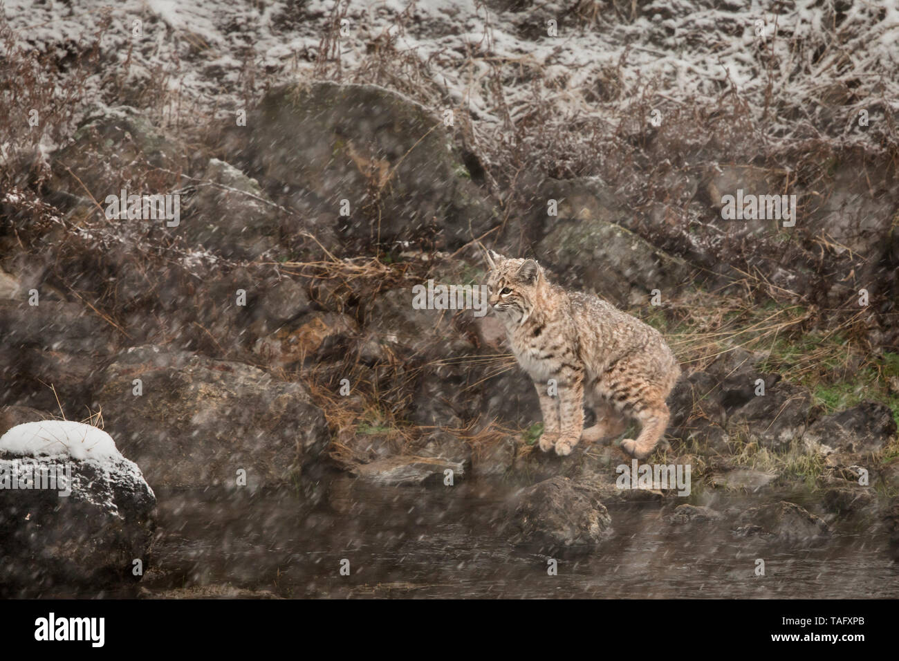 Bobcat (Lynx rufus) under snowstorm at Yellowstone NP. USA Stock Photo ...