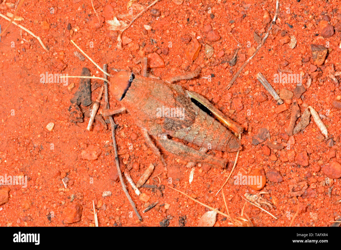 Common Toadhopper (Buforania crassa), Kata Tjuta, Centre Rouge, NT ...