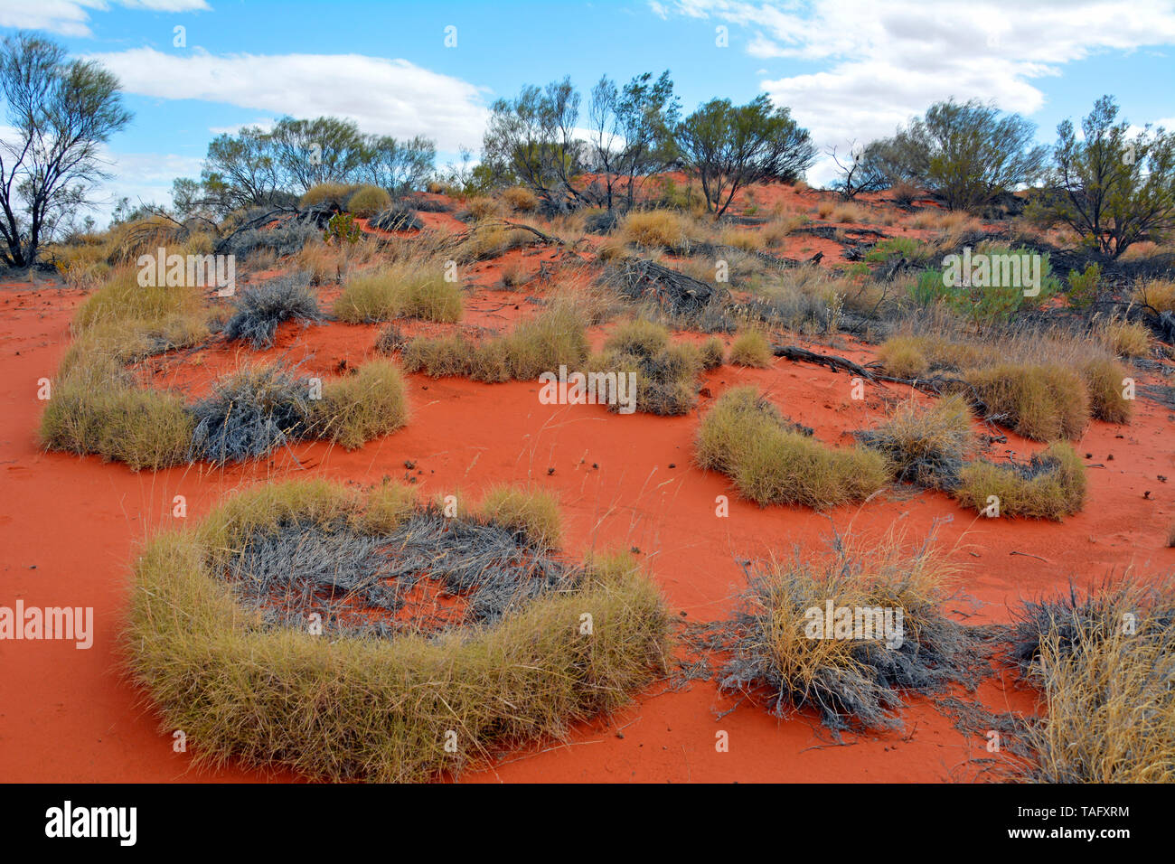 Plant formations, Red Center, NT, Australia Stock Photo - Alamy