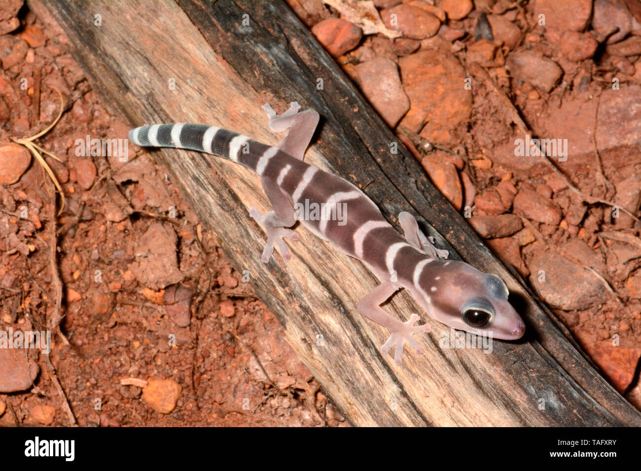 Western marbled velvet gecko (Oedura fimbria), Karijini National Park ...