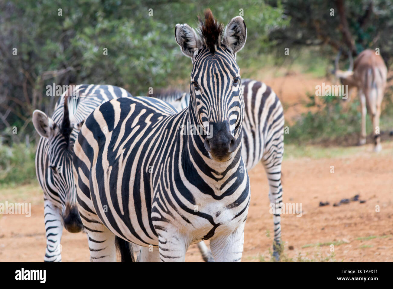 Zebra in the African savannah Stock Photo - Alamy
