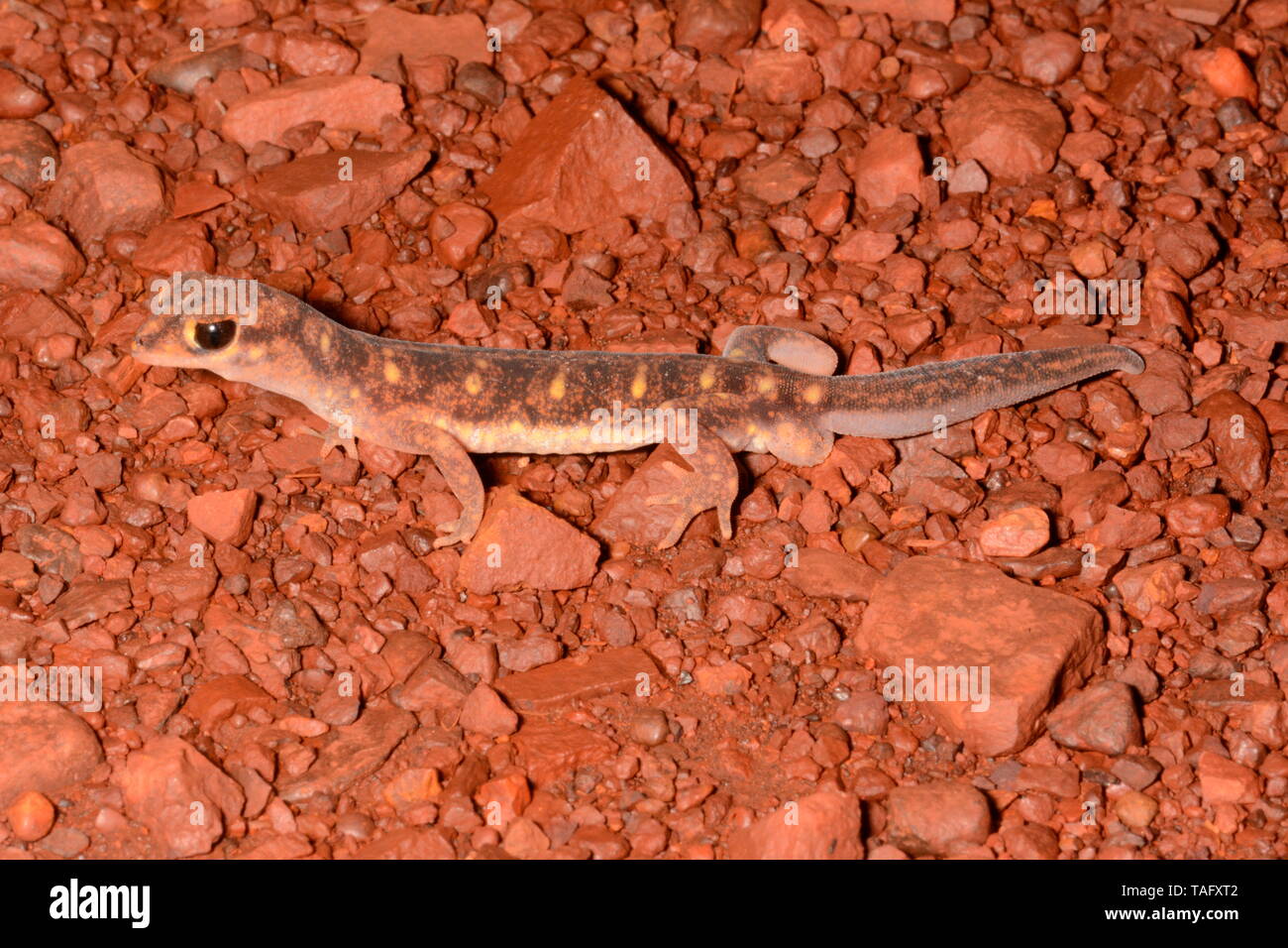 Rhynchoedura ornata hi-res stock photography and images - Alamy