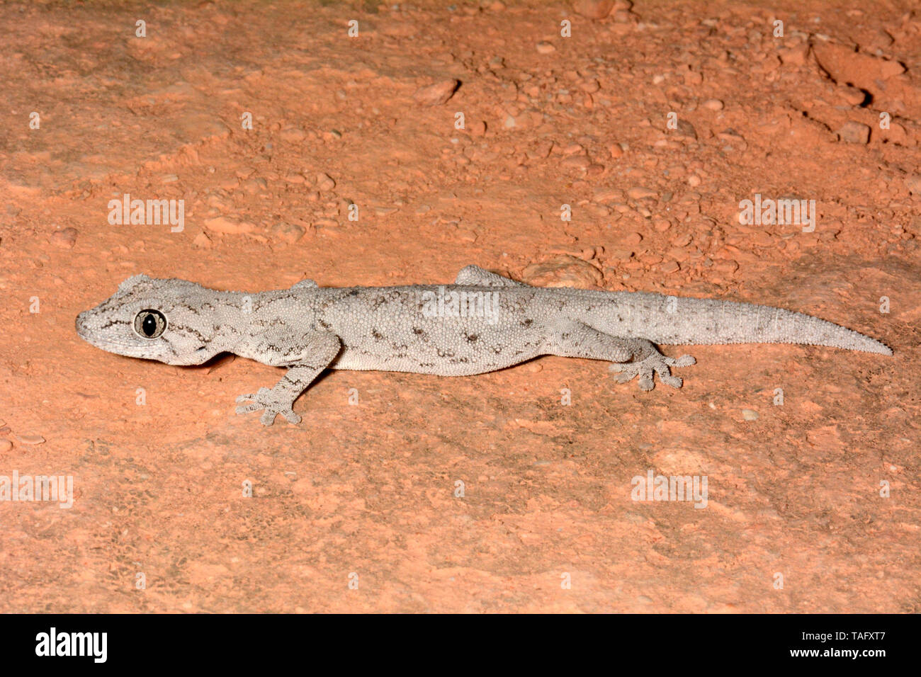 Western Spiny-tailed Gecko (Strophurus strophurus), Hamlin Pool, Shark ...