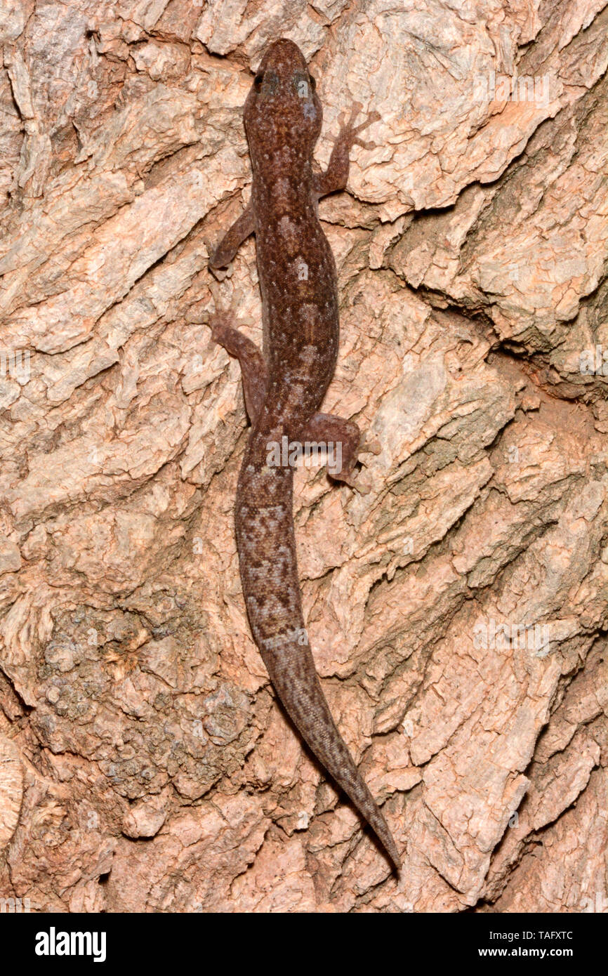 Marbled southern gecko (Christinus marmoratus), Jurien Bay, WA ...