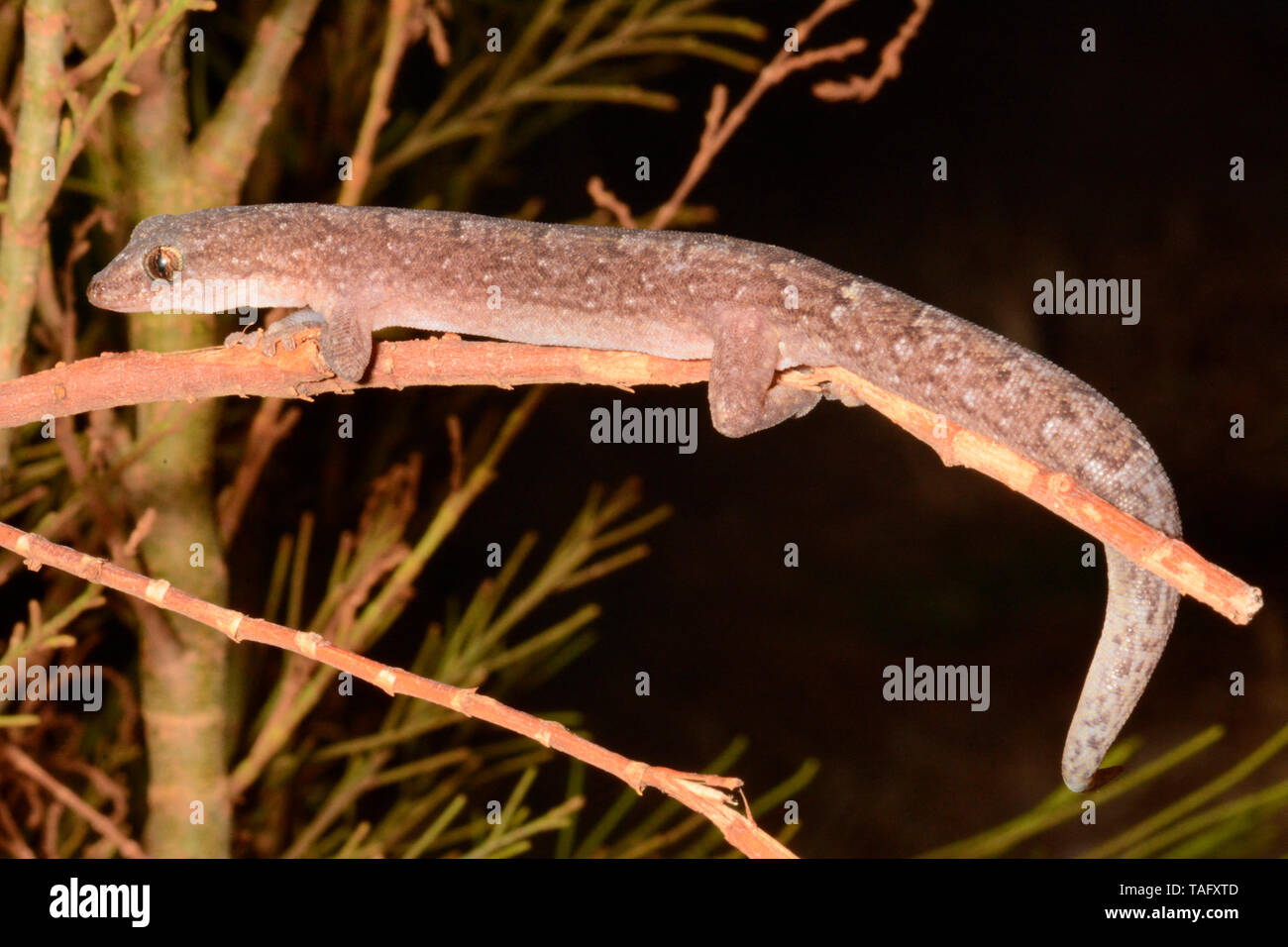 Marbled southern gecko (Christinus marmoratus), Jurien Bay, WA ...