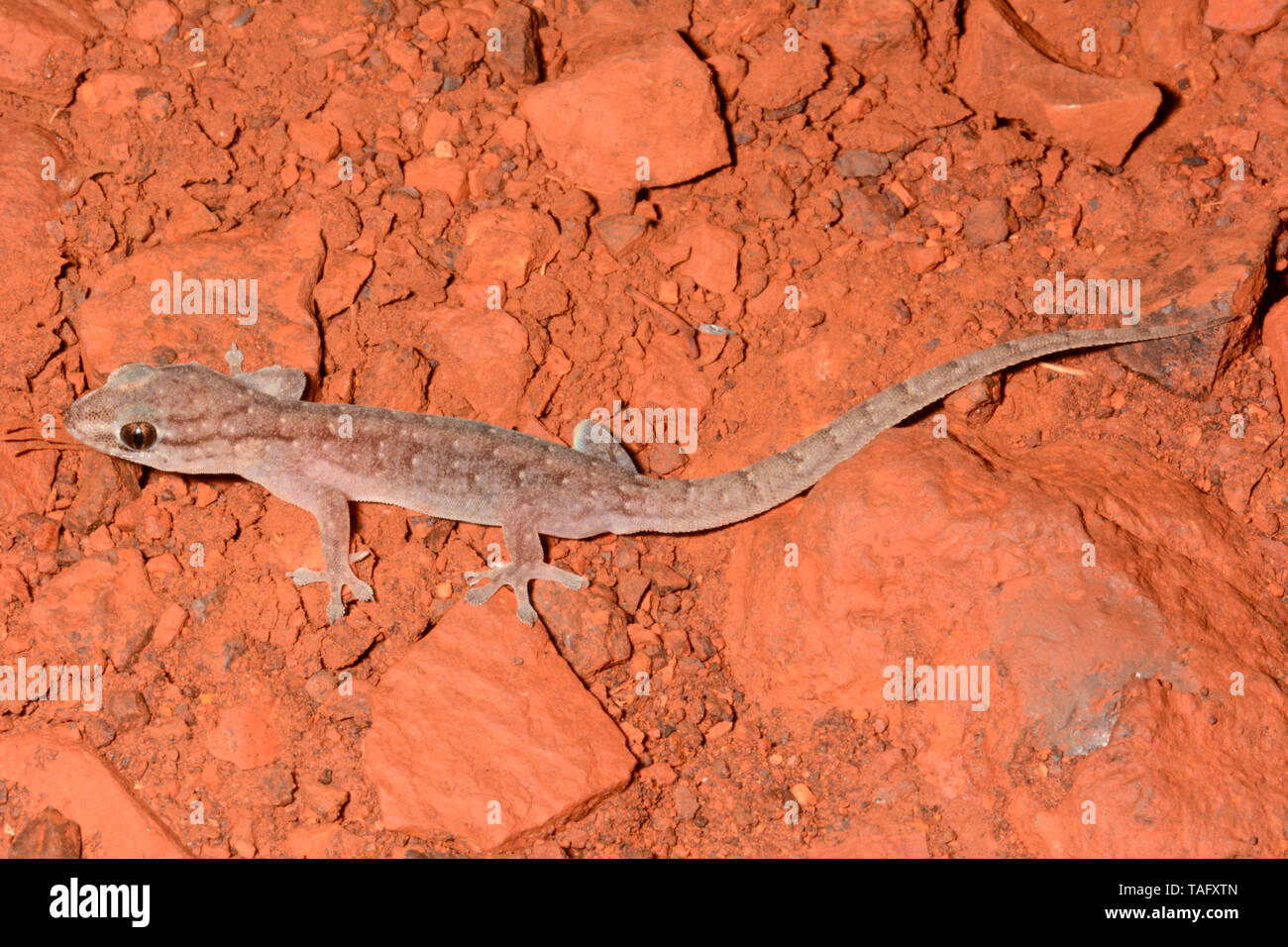 Centralian dtella (Gehyra montium), Karijini National Park, WA ...