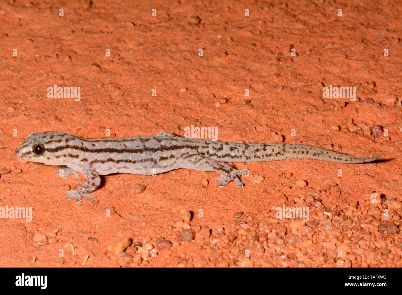 Tree dtella (Gehyra variegata), Edaggee Rest Area Carnarvon, WA ...