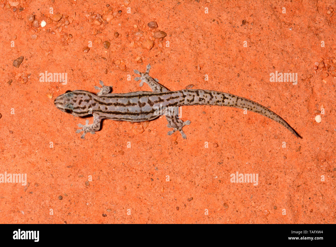 Variegated dtella hi-res stock photography and images - Alamy