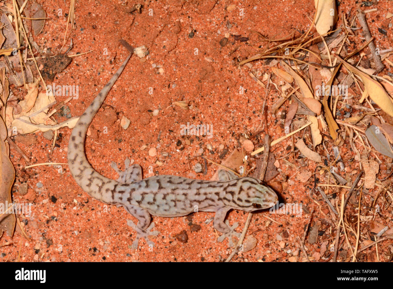 Gehyra versicolor hi-res stock photography and images - Alamy