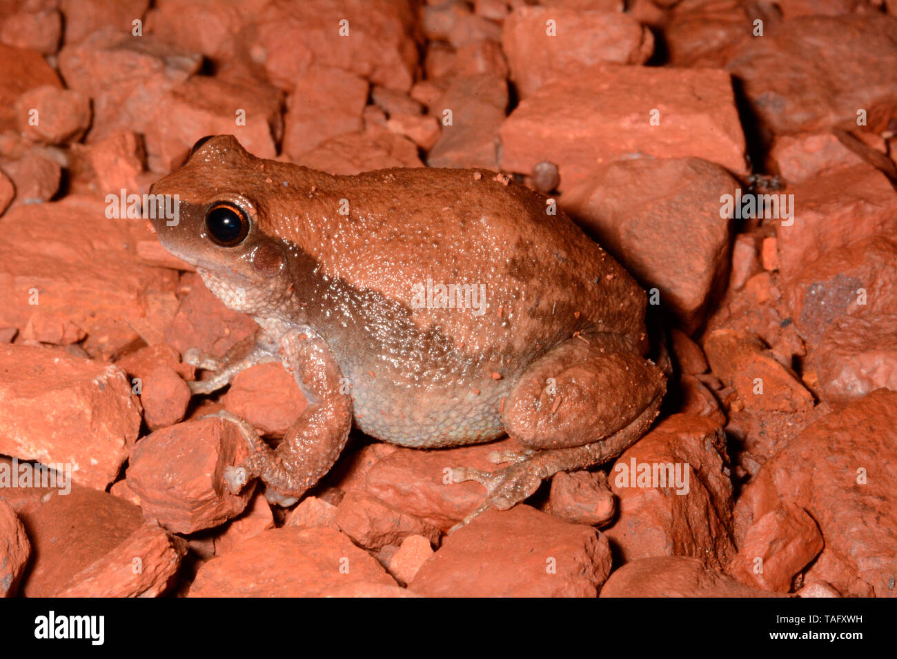 Little Red Tree Frog (Litoria rubella), Karijini National Park, WA ...