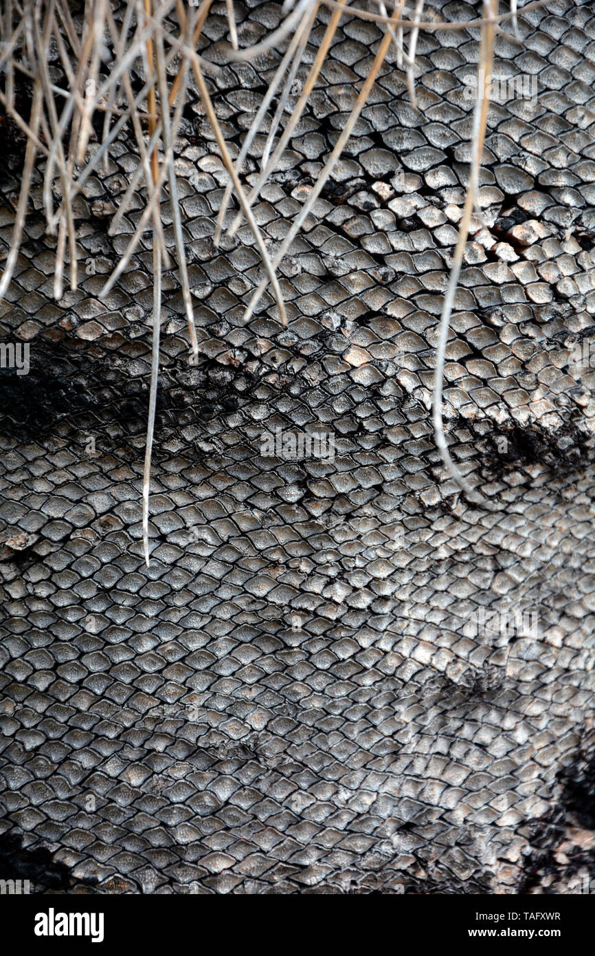 Balga hi-res stock photography and images - Alamy