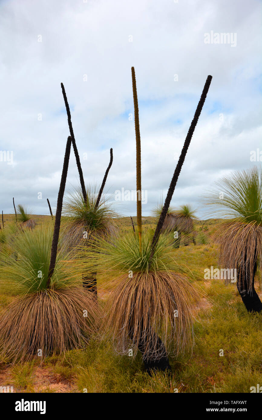 Balga hi-res stock photography and images - Alamy