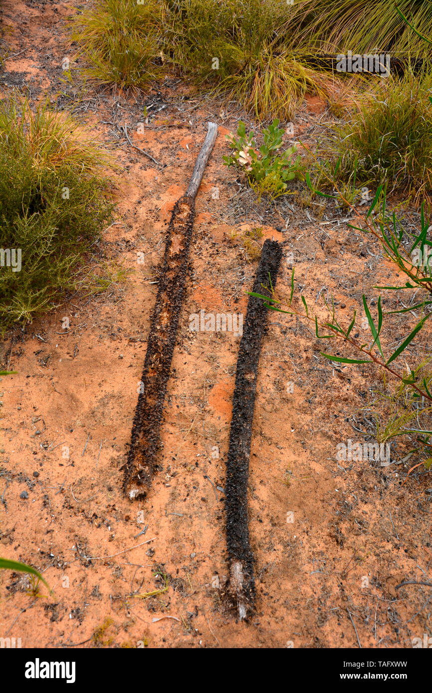 Balga hi-res stock photography and images - Alamy