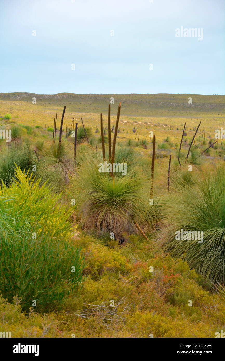 Balga hi-res stock photography and images - Alamy