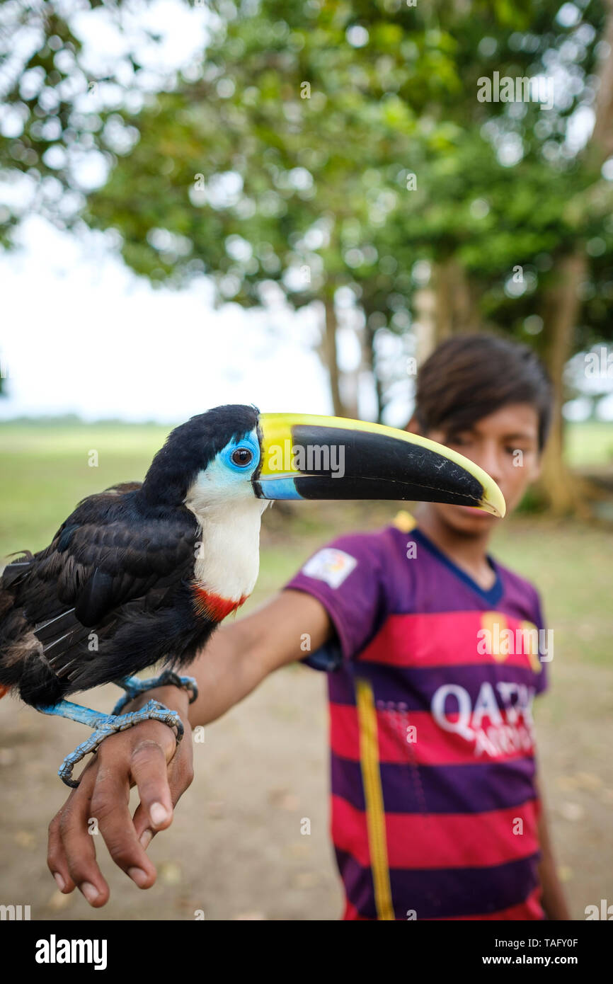 Friendly toucan at an animal shelter on the riverbank of the Amazon ...