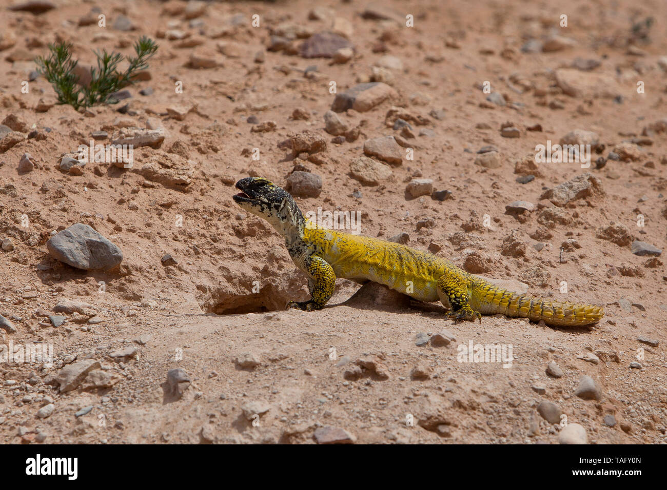 Moroccan Spiny-Tailed Lizard (Uromastyx acanthinurus), Morocco Stock ...