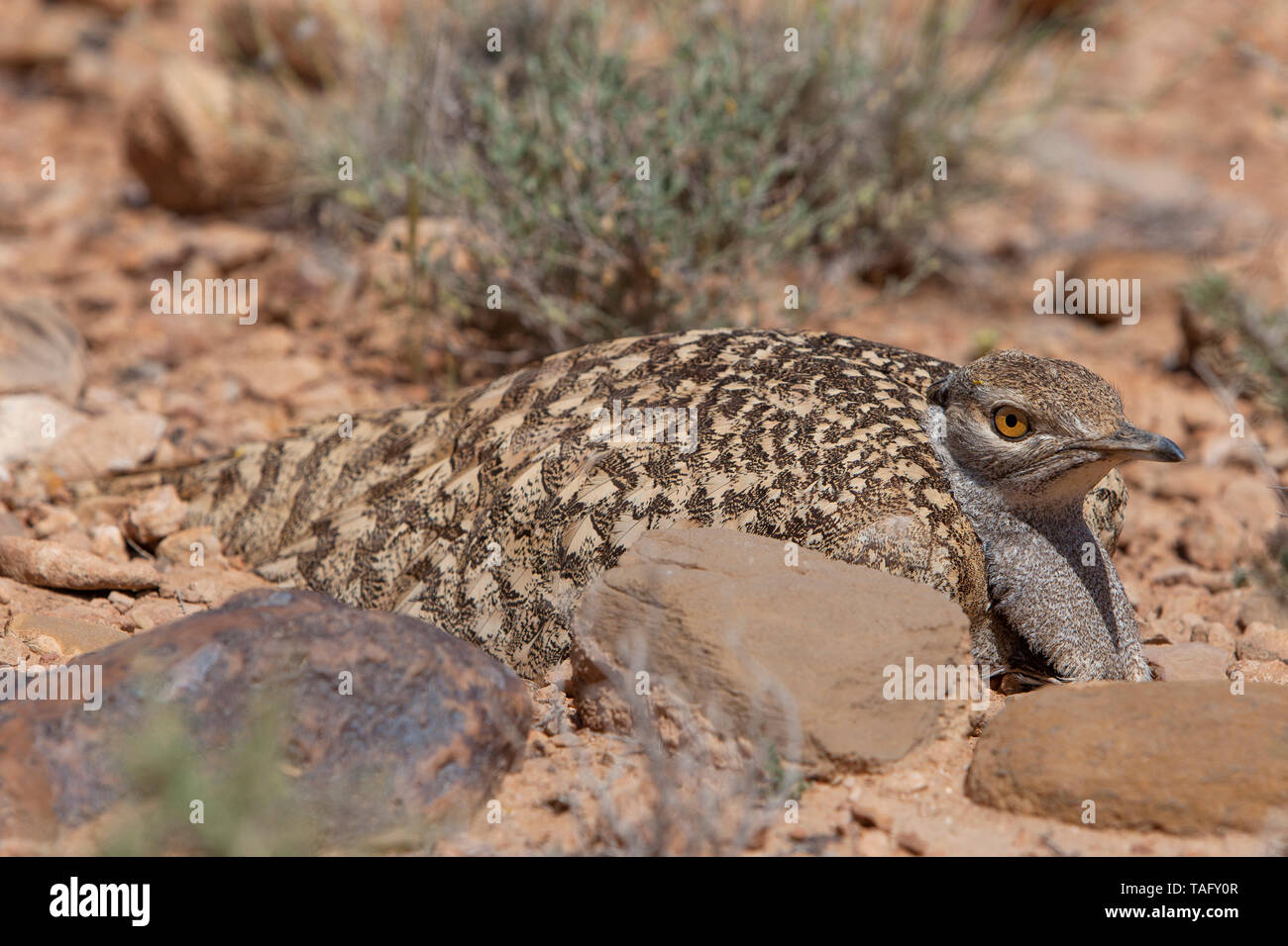 Houbara Bustard (Chlamydotis undulata) female hatching at nest in the ...