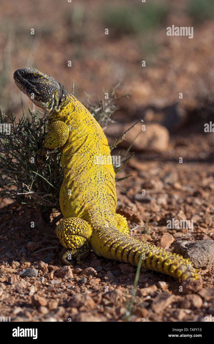 Moroccan Spiny-Tailed Lizard (Uromastyx acanthinurus), Morocco Stock ...