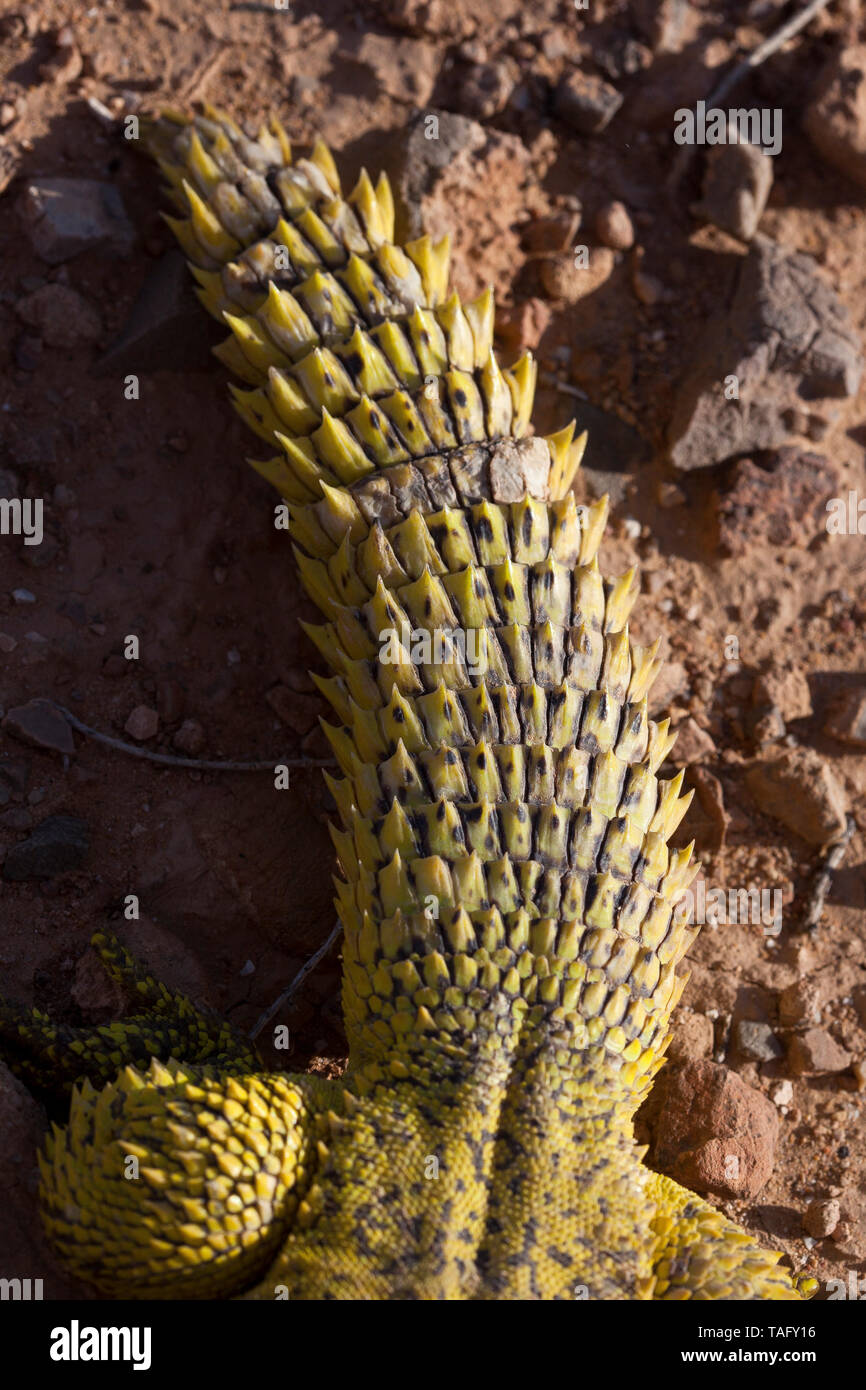 Moroccan Spiny-Tailed Lizard (Uromastyx acanthinurus), tail, Morocco ...
