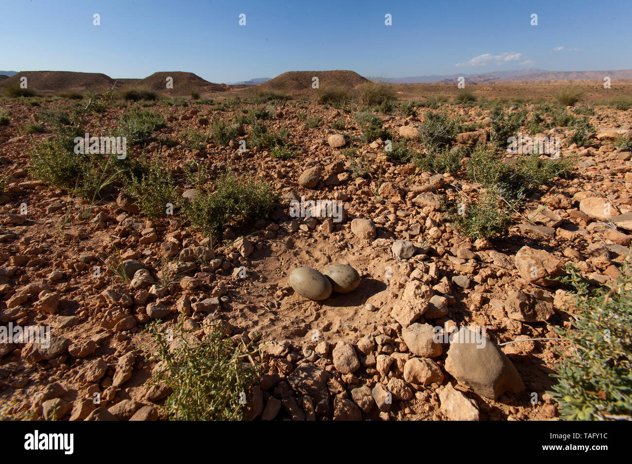 Houbara Bustard (Chlamydotis undulata), Nest in the steppe, Morocco ...