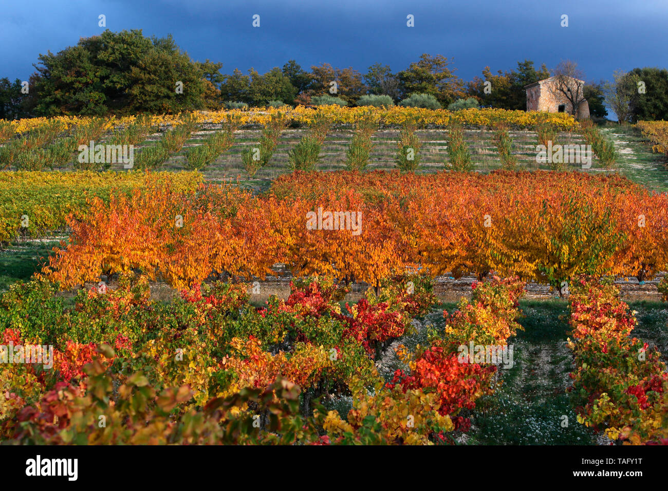 Grapes in vaucluse in provence hi-res stock photography and images - Alamy