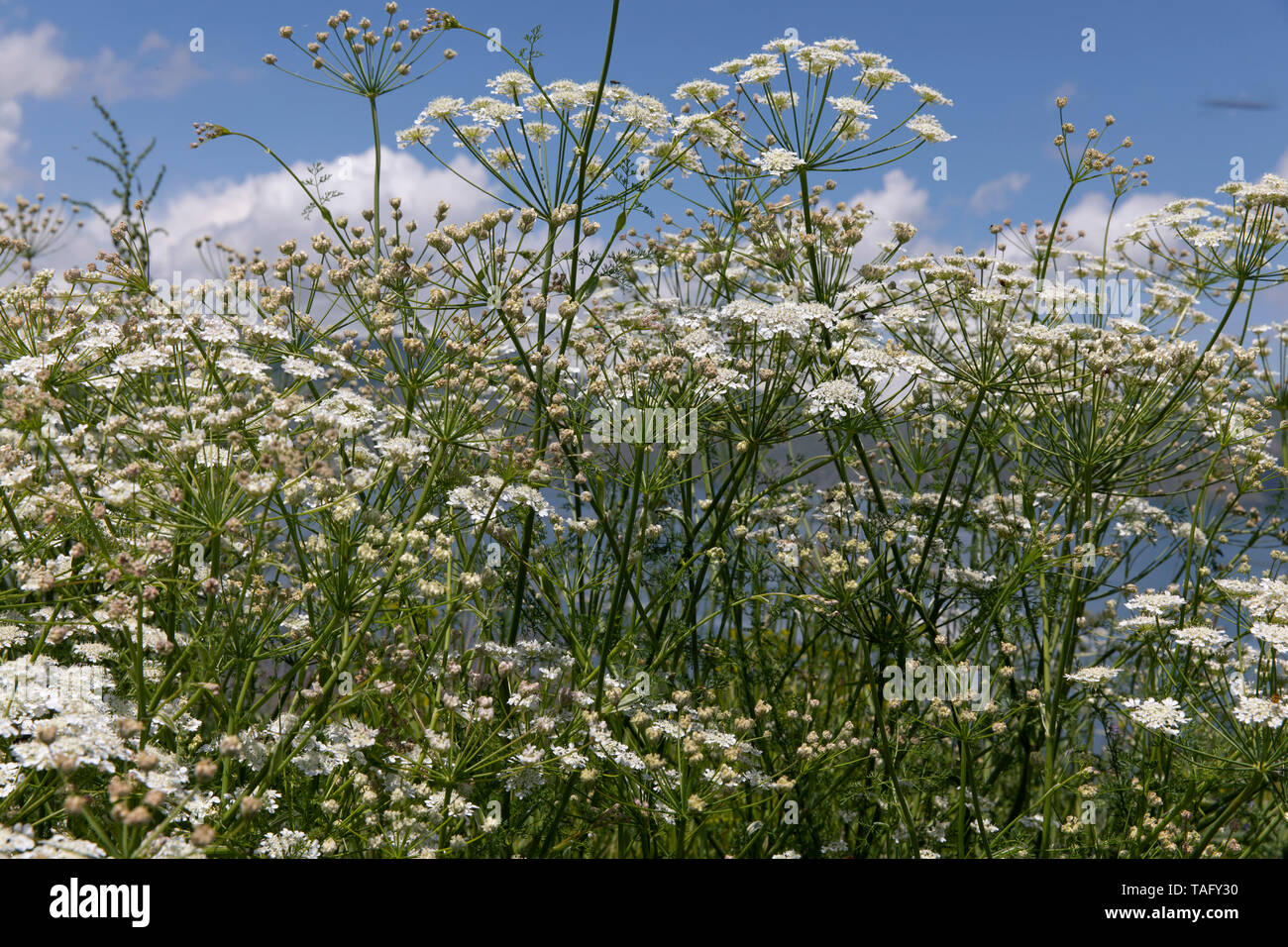 Astrodaucus orientalis hi-res stock photography and images - Alamy