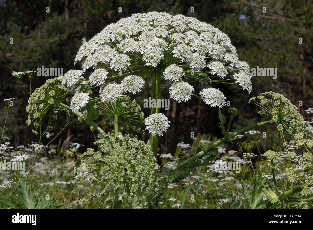 Downy Cow-Parsnip (Heracleum trachyloma) flwers, Armenia Stock Photo ...