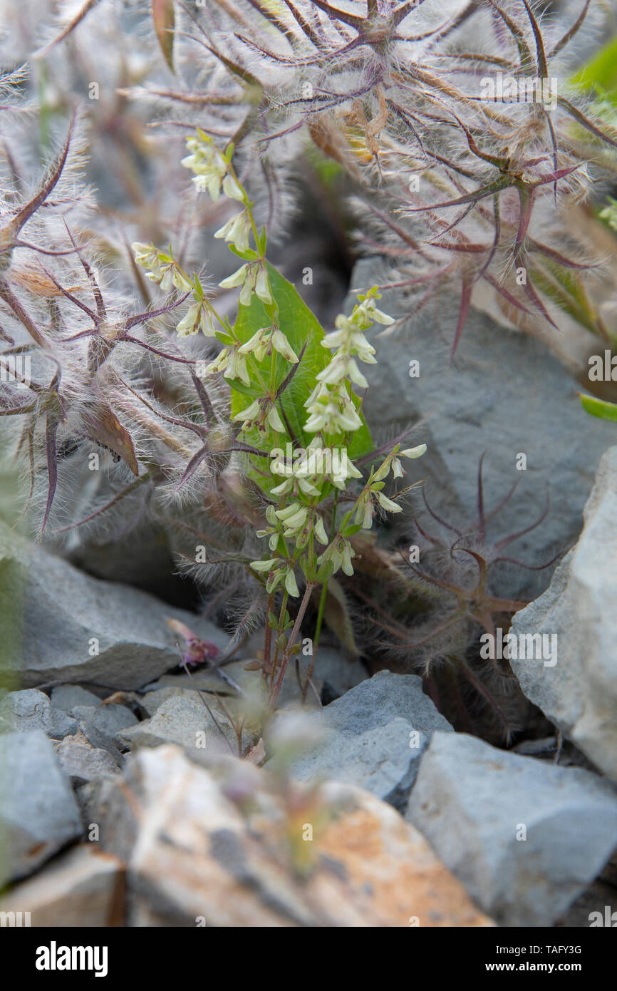 Cucullaris hi-res stock photography and images - Alamy