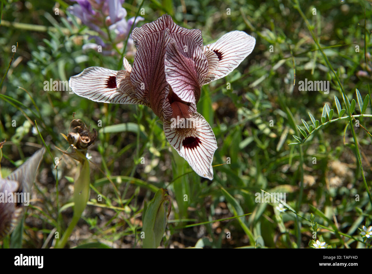Iris (Iris lineolata) flower, Armenia Stock Photo - Alamy