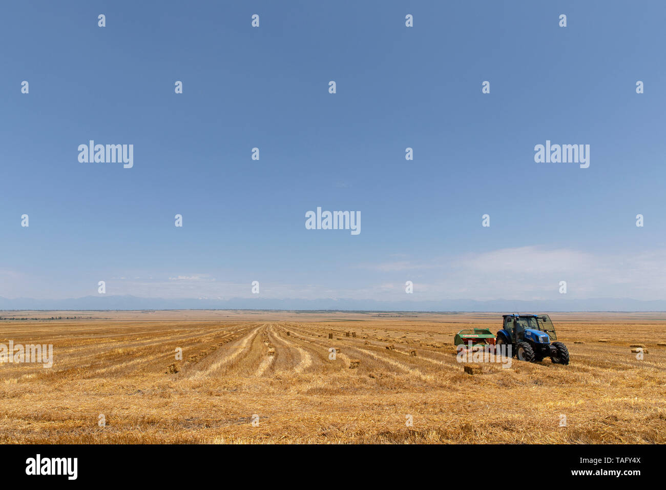 Middle eastern botany hi-res stock photography and images - Alamy