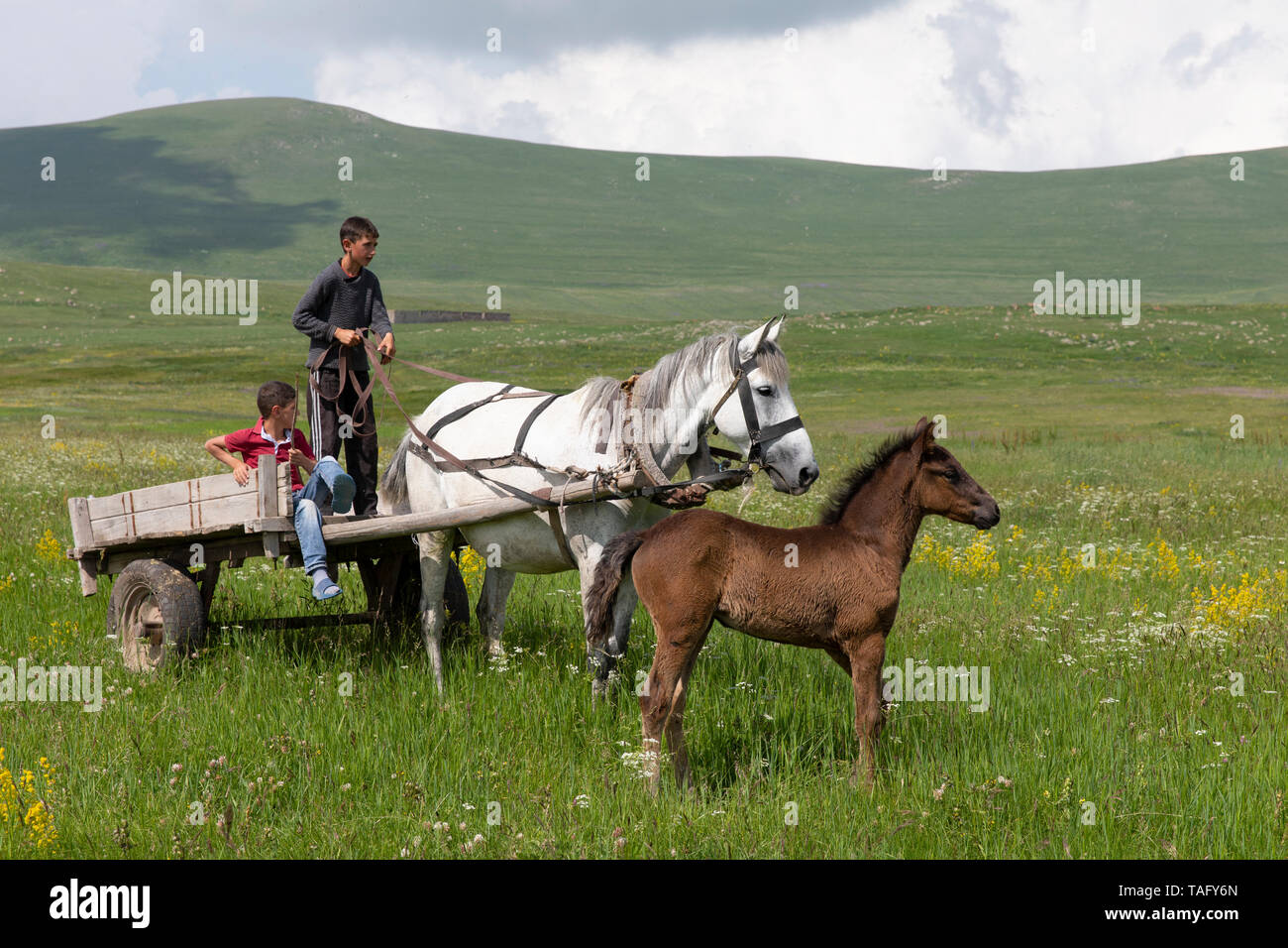 Horse horses wagon wagons cart carts hi-res stock photography and ...