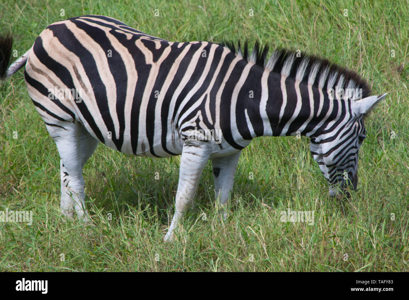 Zebra in the African savannah Stock Photo - Alamy