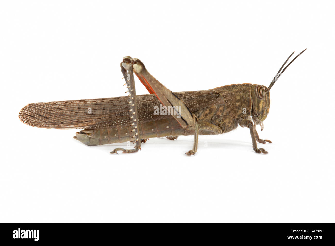 Italian locust (Calliptamus italicus) on white background, Provence ...
