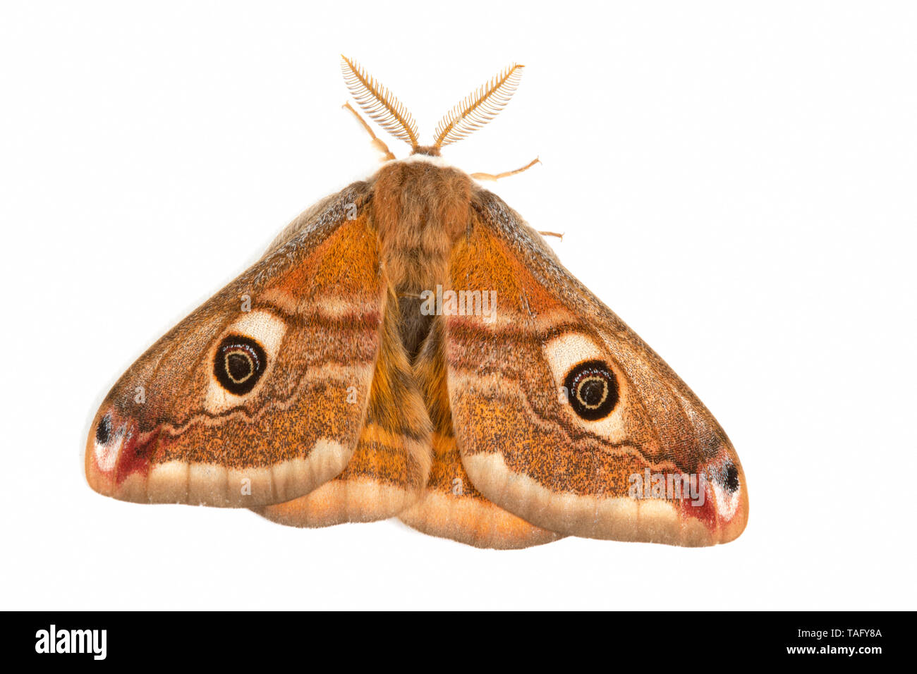 Small emperor moth (Saturnia pavoniella) on white background, Provence ...