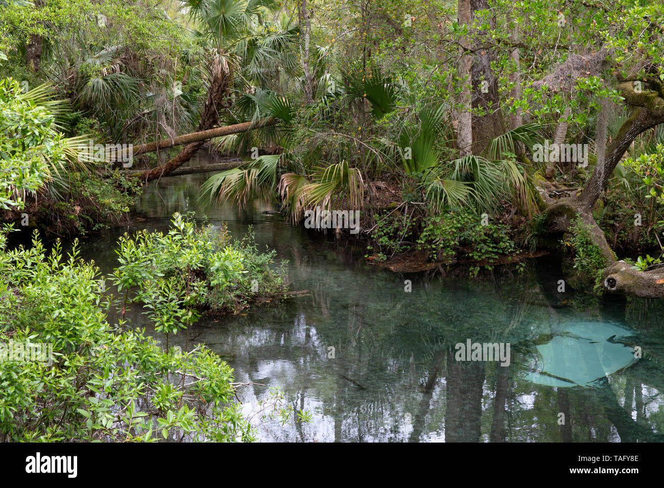 Ocala national forest, Floride, USA Stock Photo - Alamy