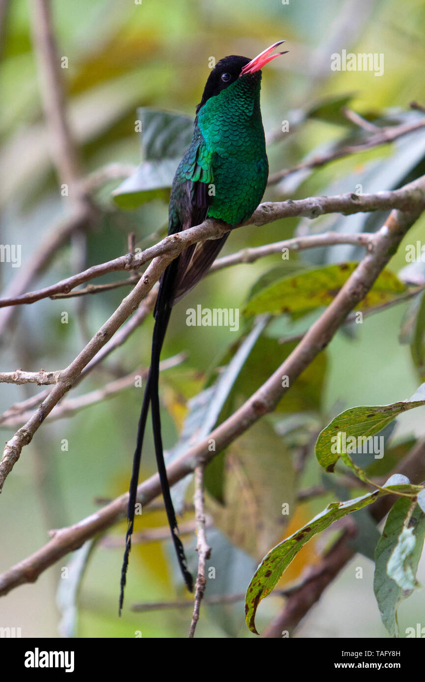 Red-billed Streamertail (Trochilus polytmus) singing on a branch ...