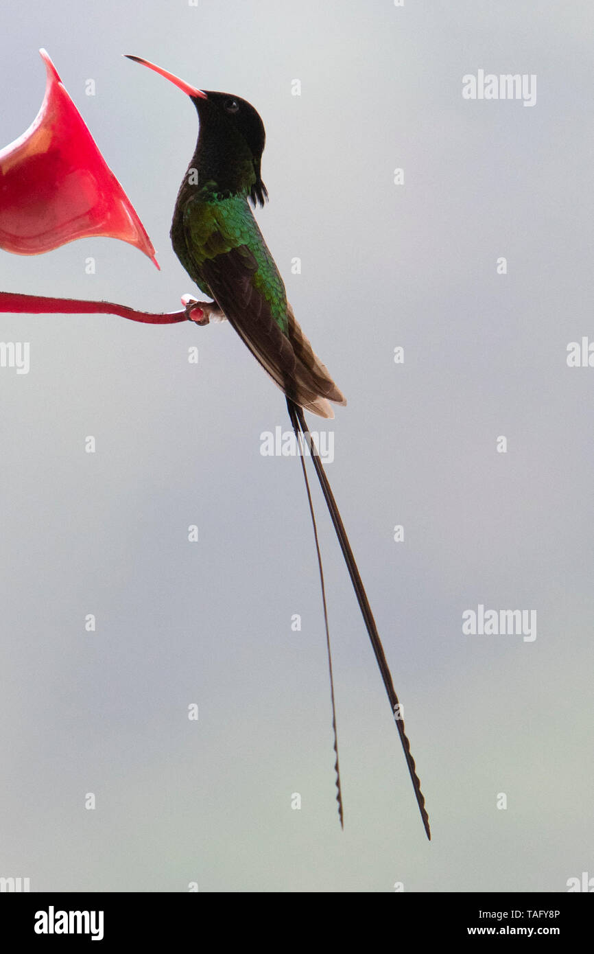 Trochilus species hi-res stock photography and images - Alamy